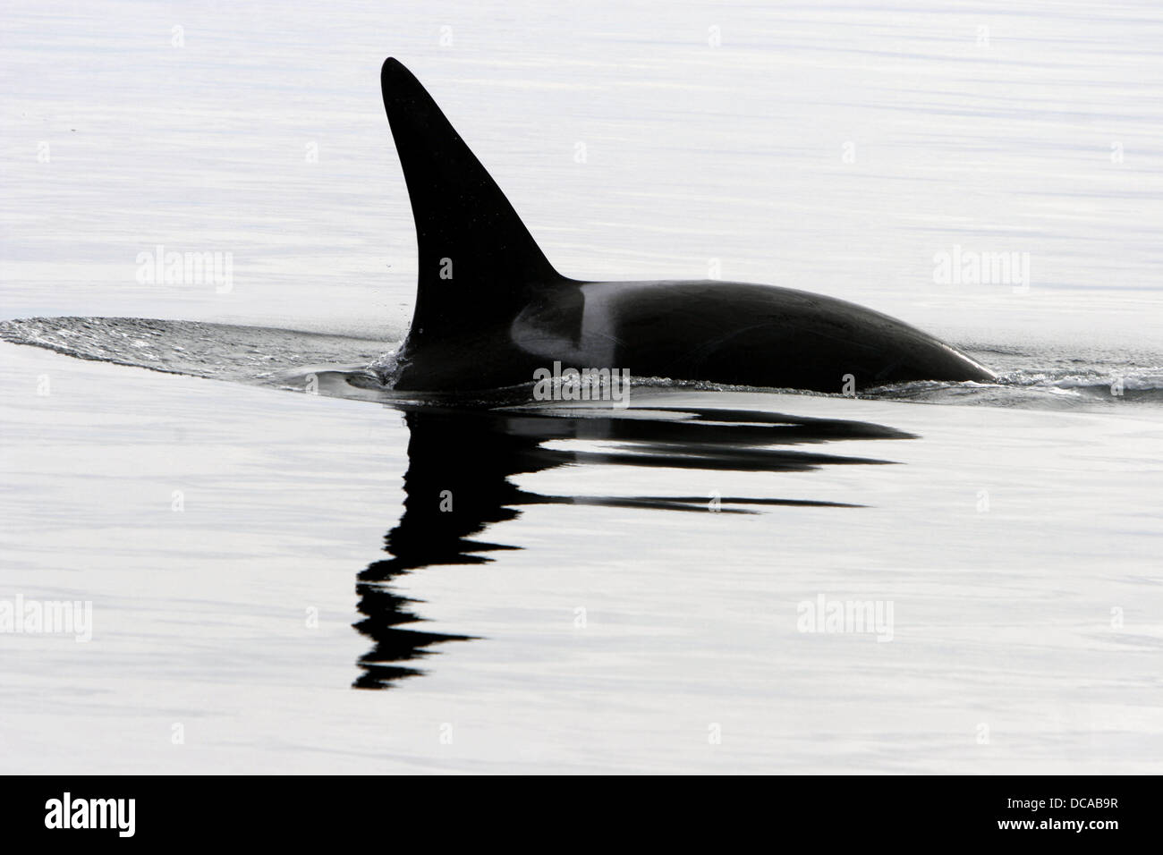 Adult male Orca (Orcinus orca - also known as killer whale) surfacing ...