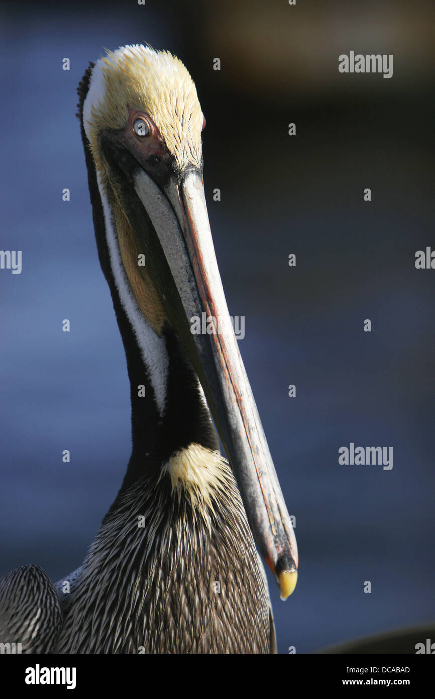 Brown Pelican (Pelecanus occidentalis) in the Gulf of California (Sea ...