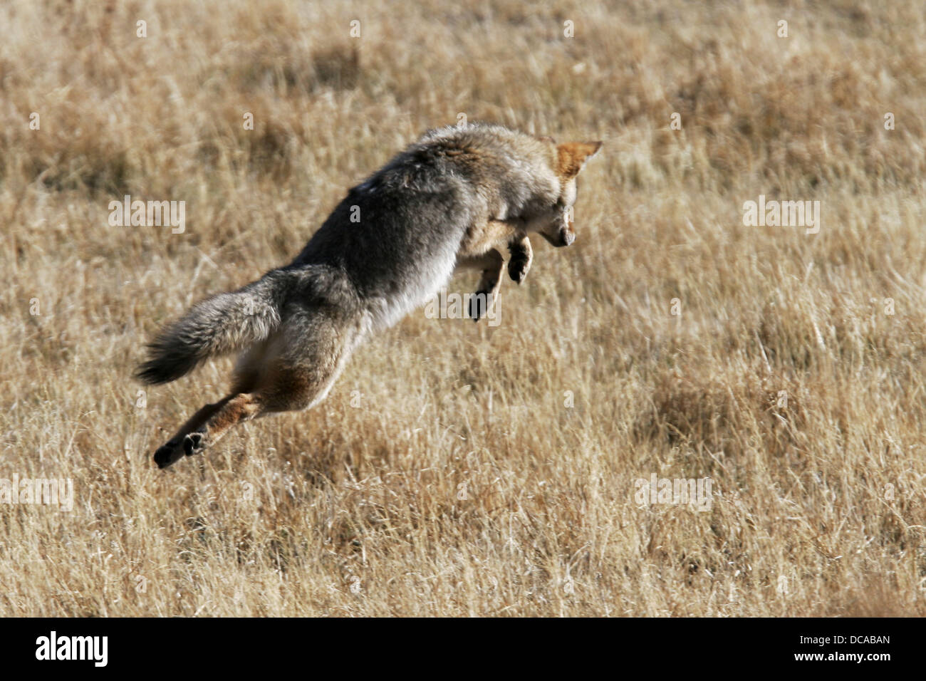 Leaping coyote hi-res stock photography and images - Alamy
