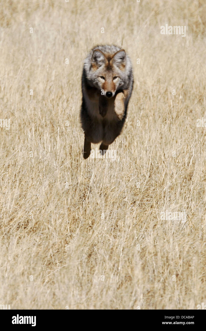 Leaping coyote hi-res stock photography and images - Alamy