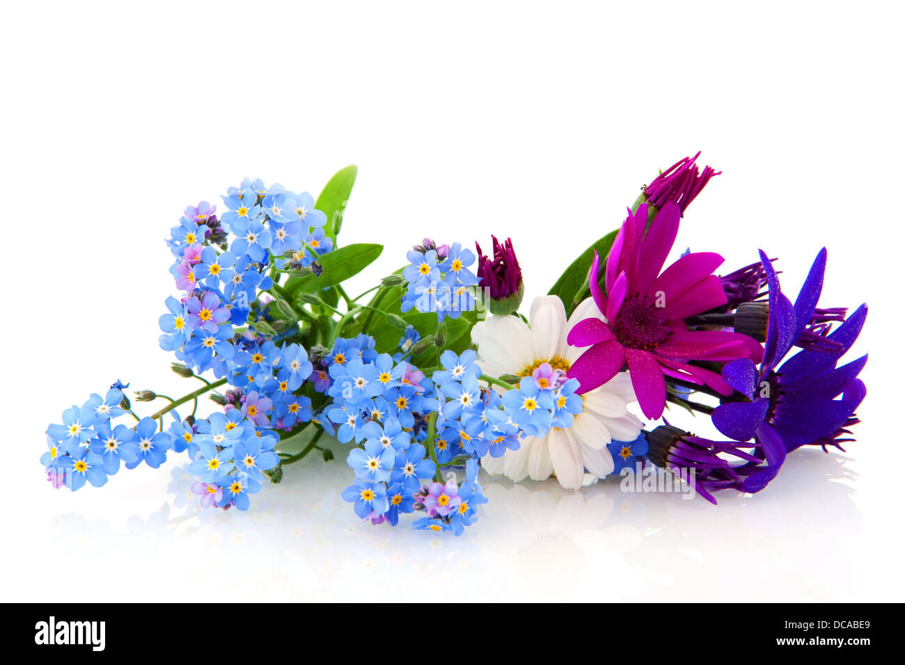 Blue flowers forget Cut Out Stock Images & Pictures - Alamy