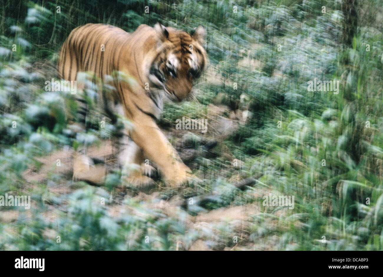Tiger (Panthera tigris). Fauna reserve. Java. Indonesia Stock Photo - Alamy