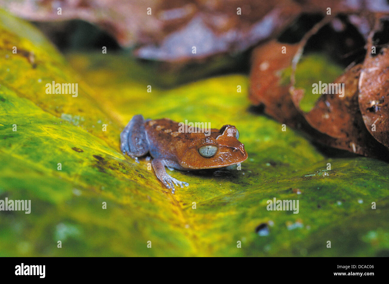 Rainforest Korup Cameroon High Resolution Stock Photography and Images ...