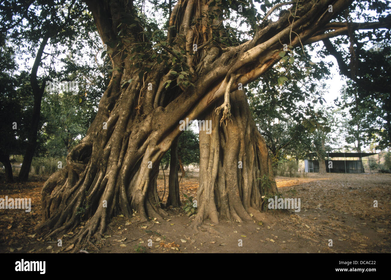 Bandhavgarh National Park. Madhya Pradesh, India Stock Photo - Alamy