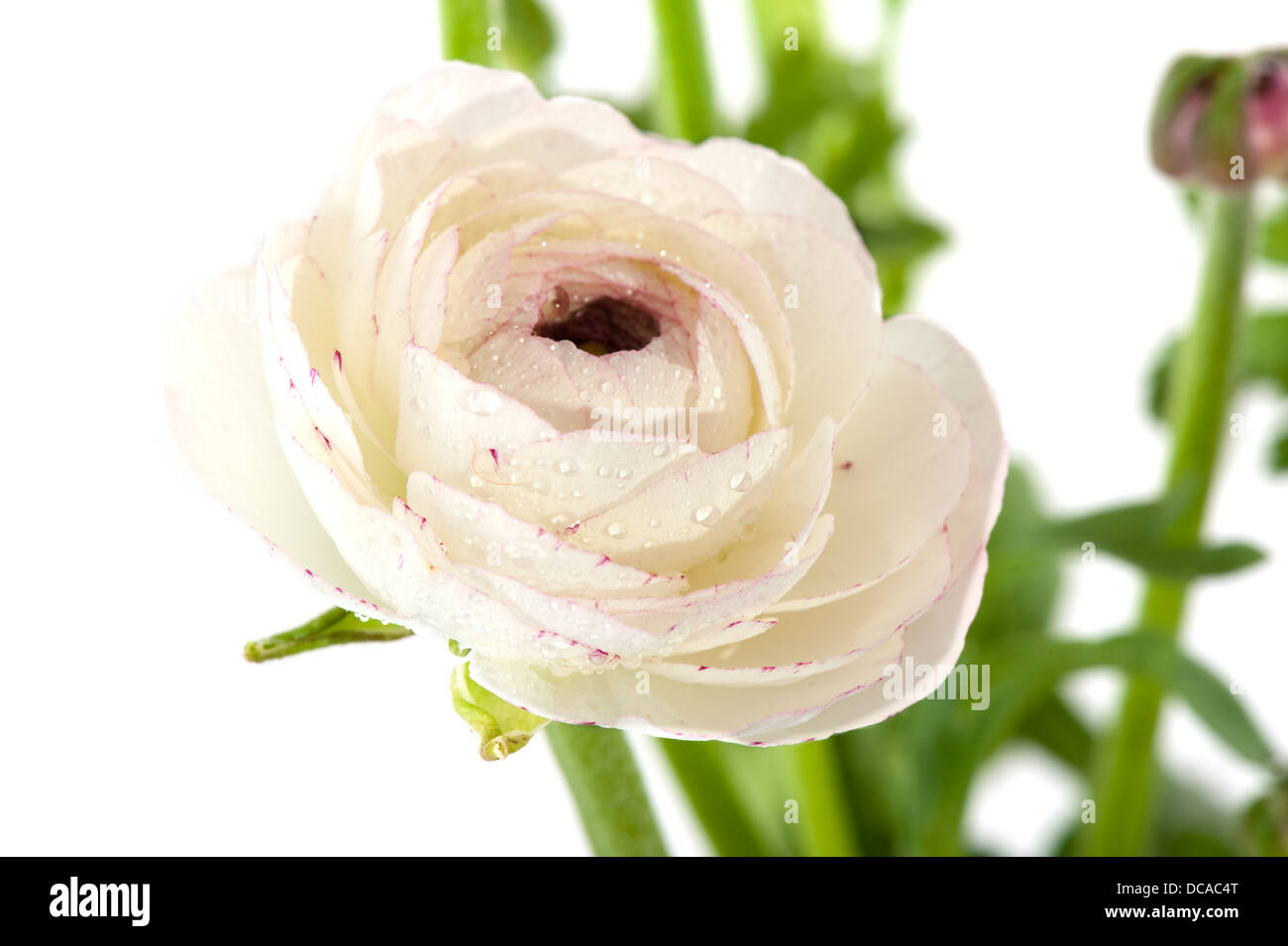 Water buttercup hi-res stock photography and images - Alamy
