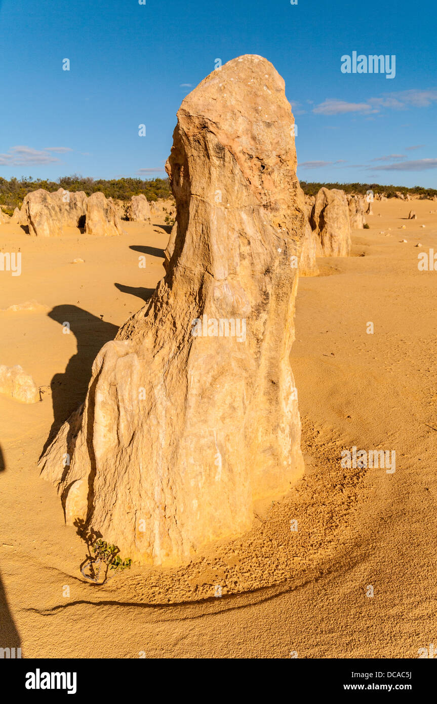 THE PINNACLES, NAMBUNG NATIONAL PARK, NEAR CERVANTES, WESTERN AUSTRALIA ...