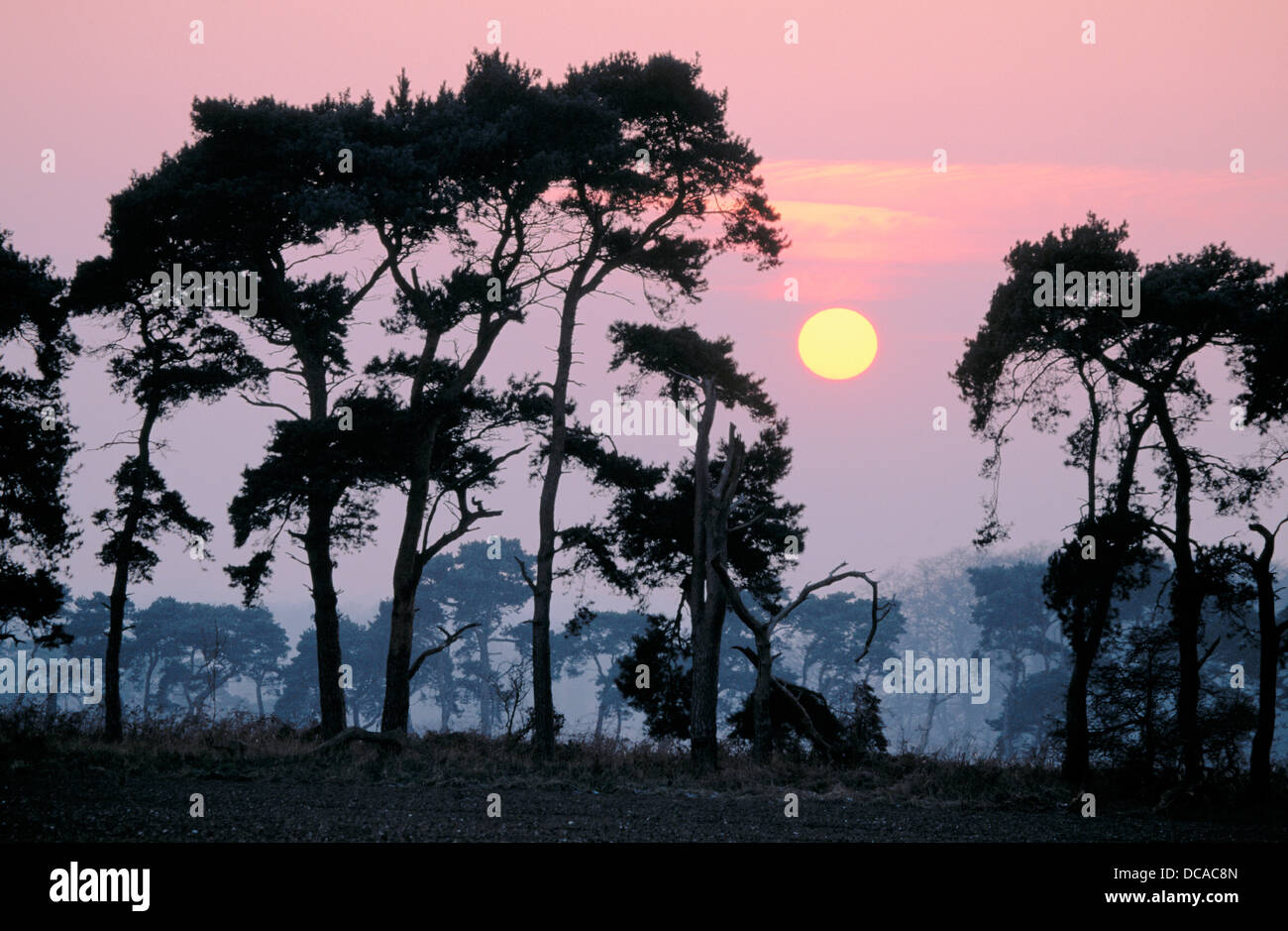 Scots Pines. Breckland. Norfolk. England Stock Photo - Alamy