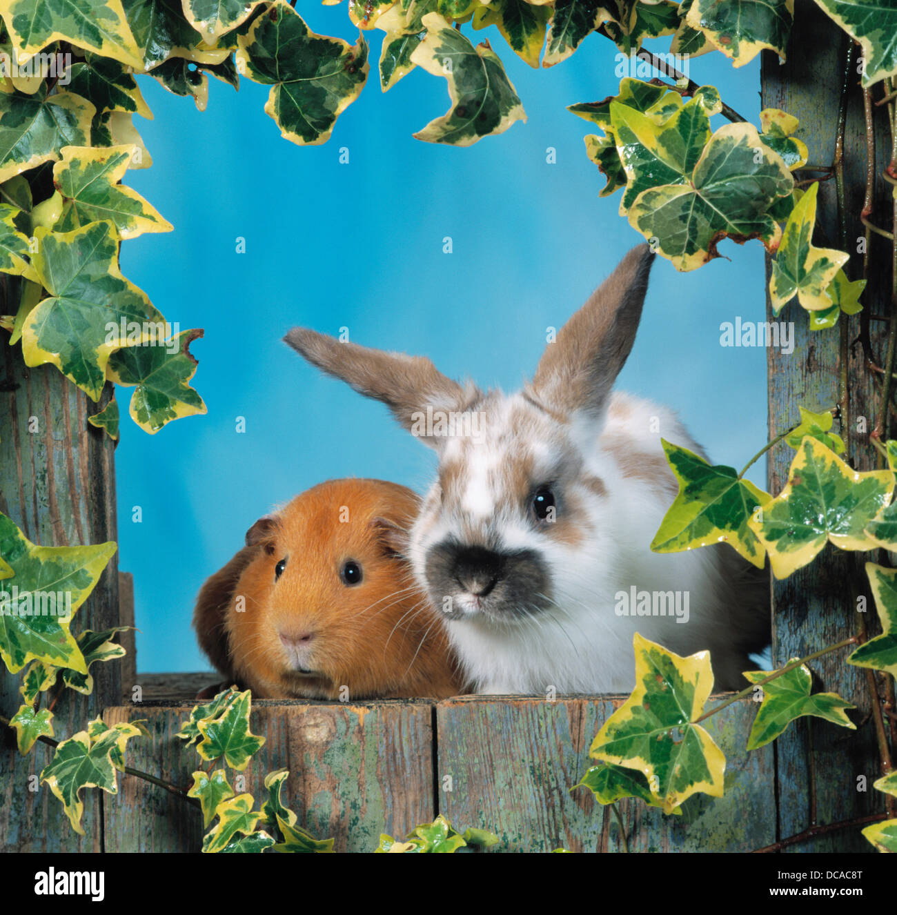 Lop-eared rabbit and guinea pig Stock Photo - Alamy