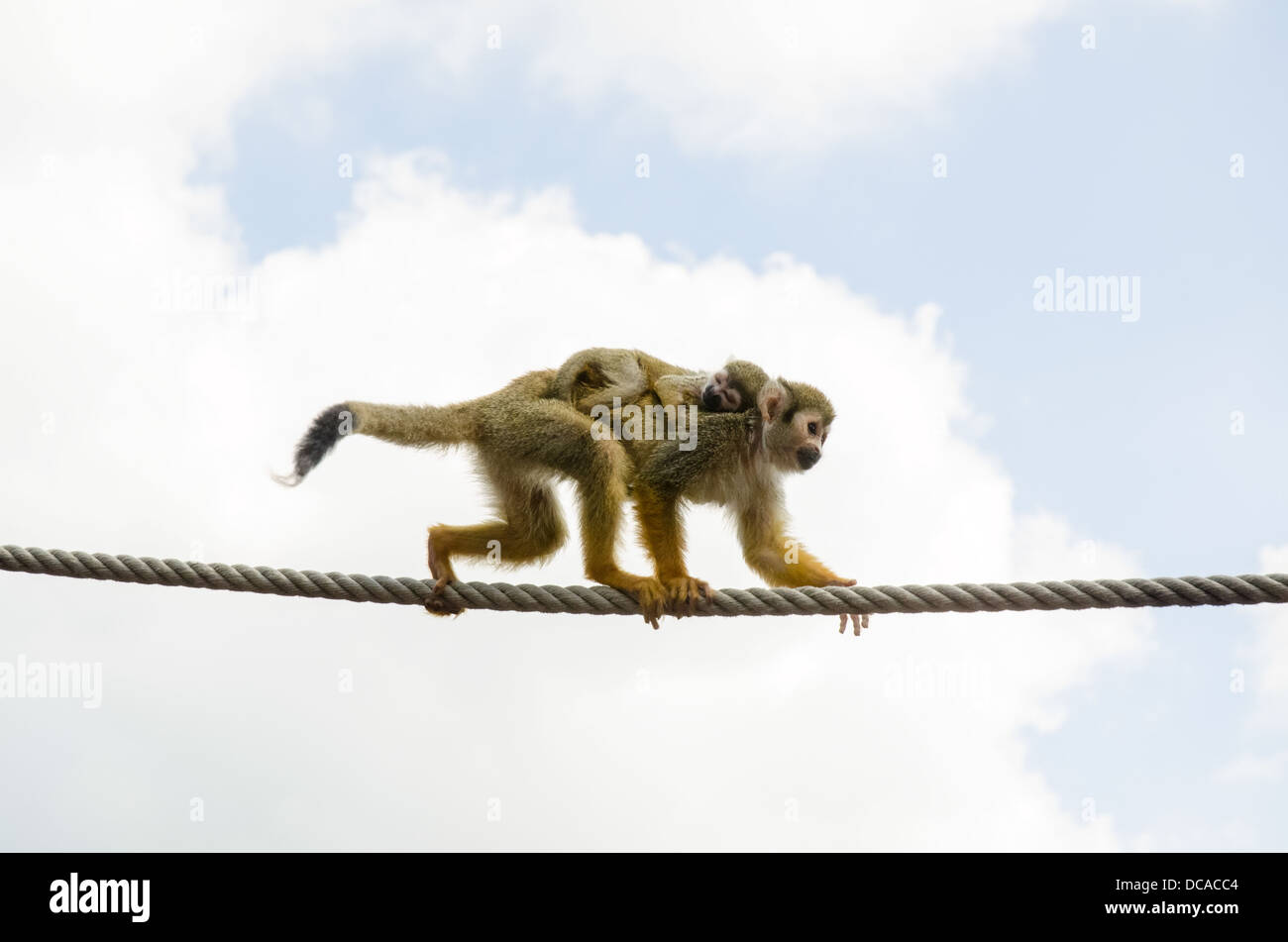 Sapajou capuchin hi-res stock photography and images - Alamy