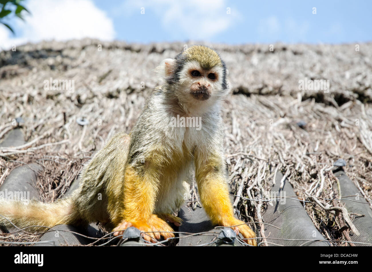 Sapajou capuchin hi-res stock photography and images - Alamy