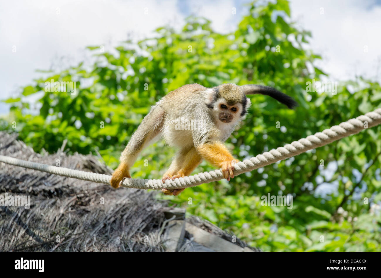 Sapajou capuchin hi-res stock photography and images - Alamy