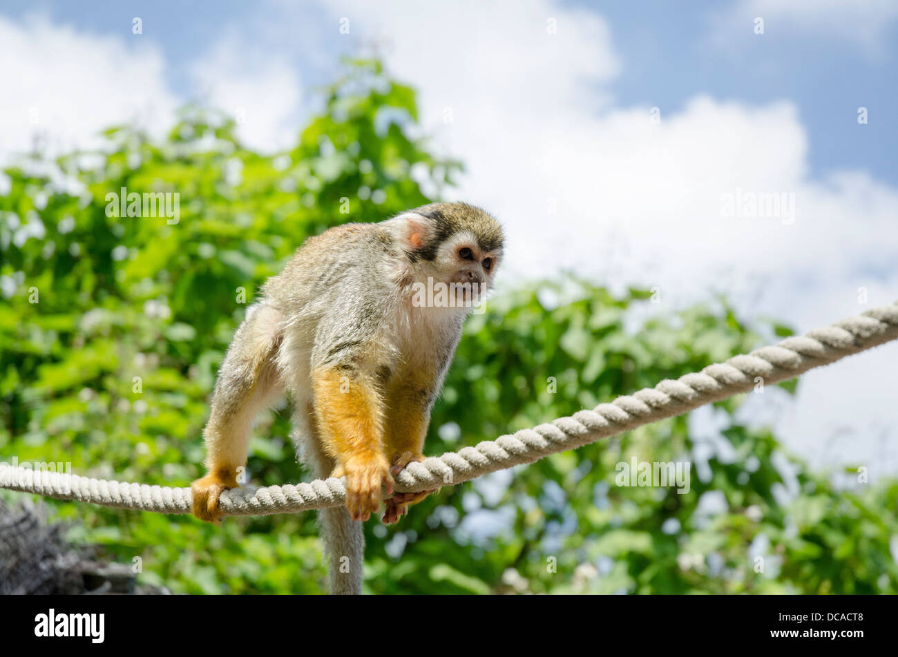 Sapajou capuchin hi-res stock photography and images - Alamy