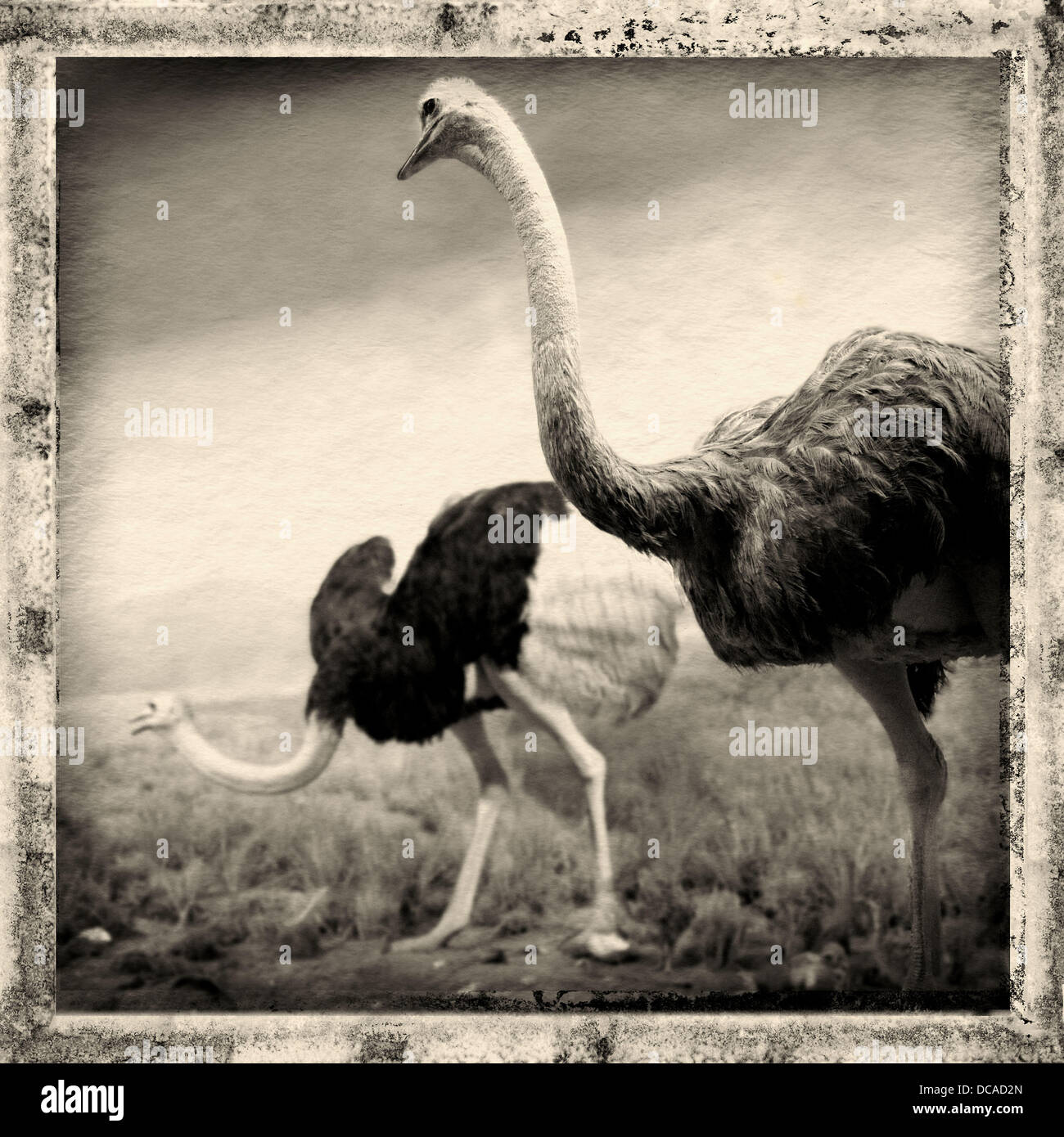 Ostrich effect hi-res stock photography and images - Alamy