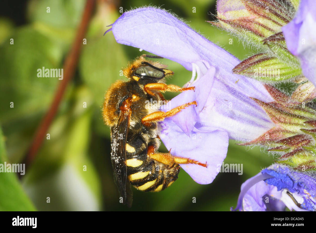 Abeja (Anthidium sp.) polinizando una flor Stock Photo - Alamy
