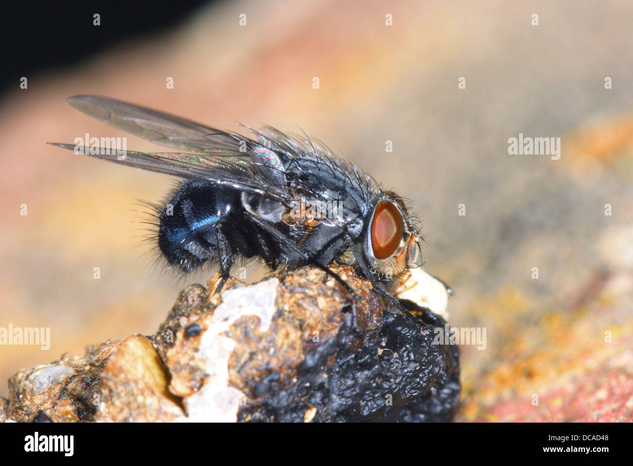 Moscarda azul de la carne (Calliphora erythrocephala Stock Photo - Alamy