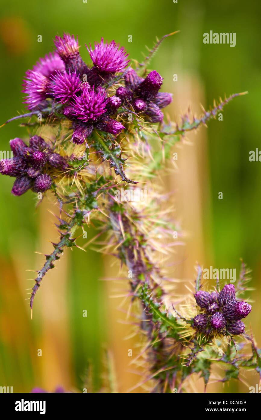 Thistle on Valentia Island, County Kerry, Ireland Stock Photo - Alamy