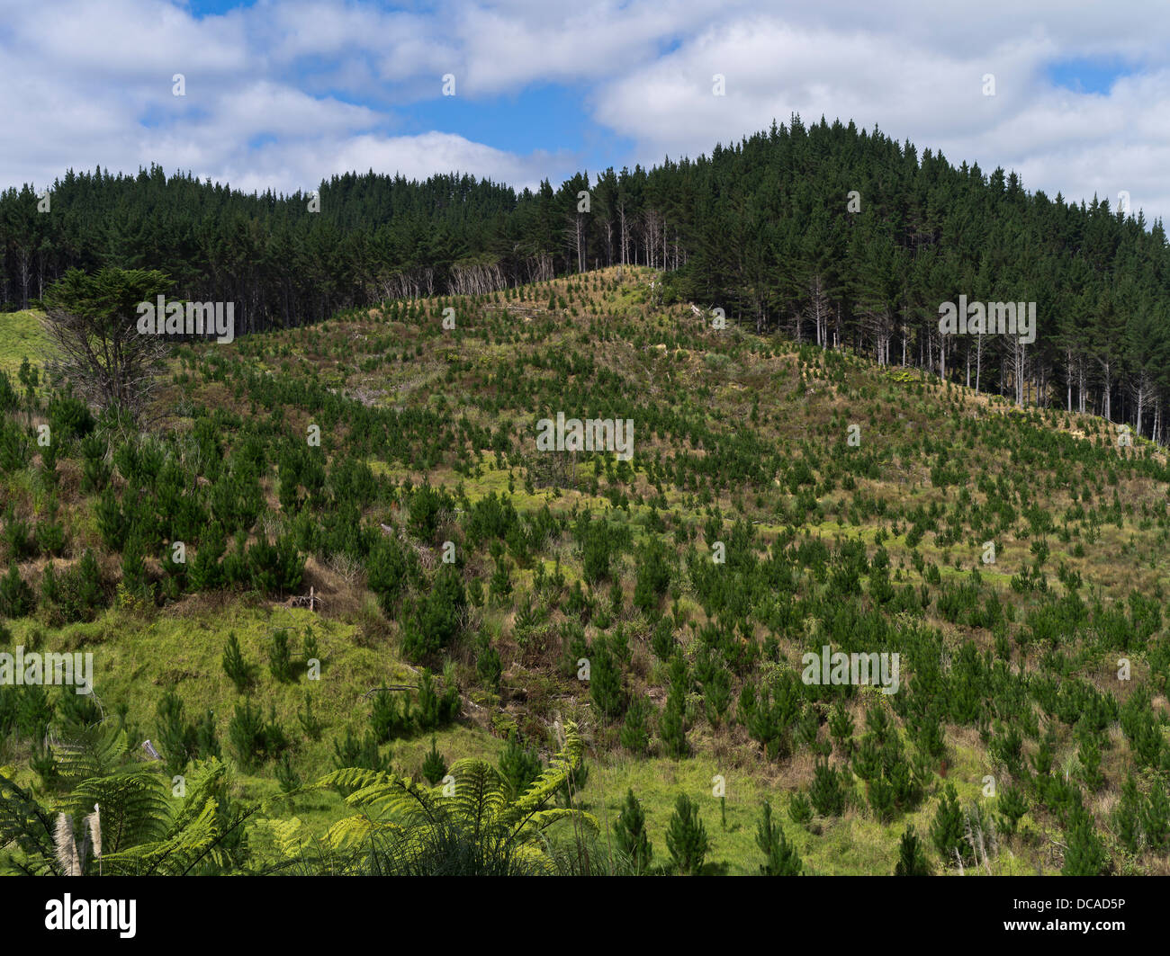dh NORTHLAND NEW ZEALAND Forestry tree plantation Stock Photo - Alamy
