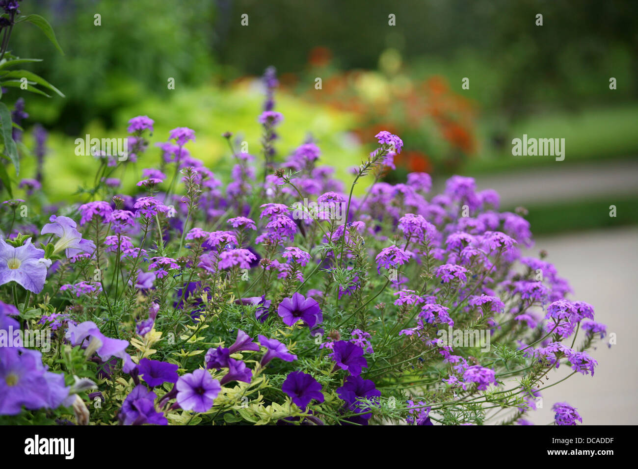 Purple flowers in garden Stock Photo - Alamy