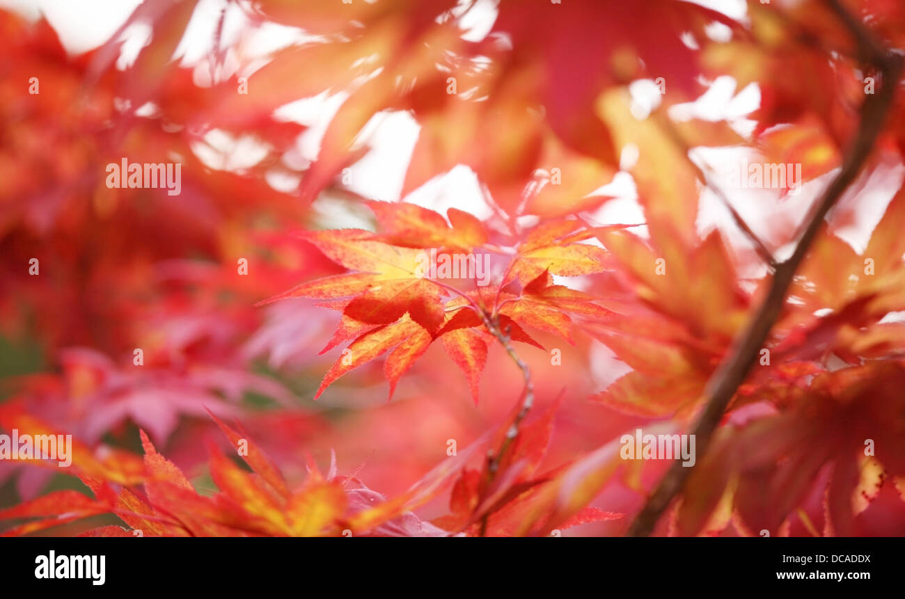 Red japanese maple hi-res stock photography and images - Alamy