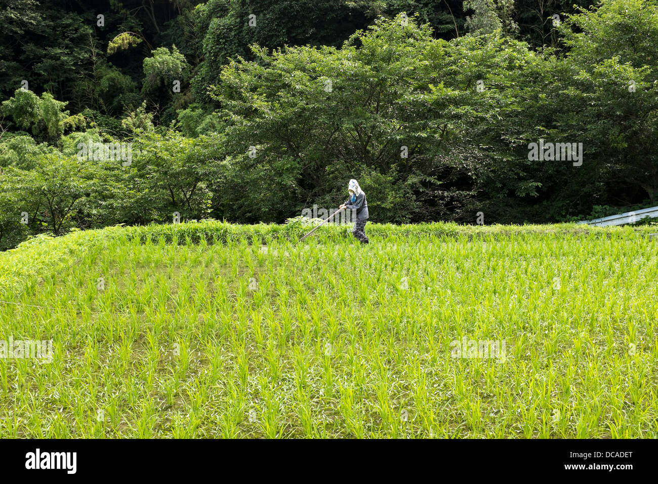 Rice cultivation in Japan Stock Photo - Alamy