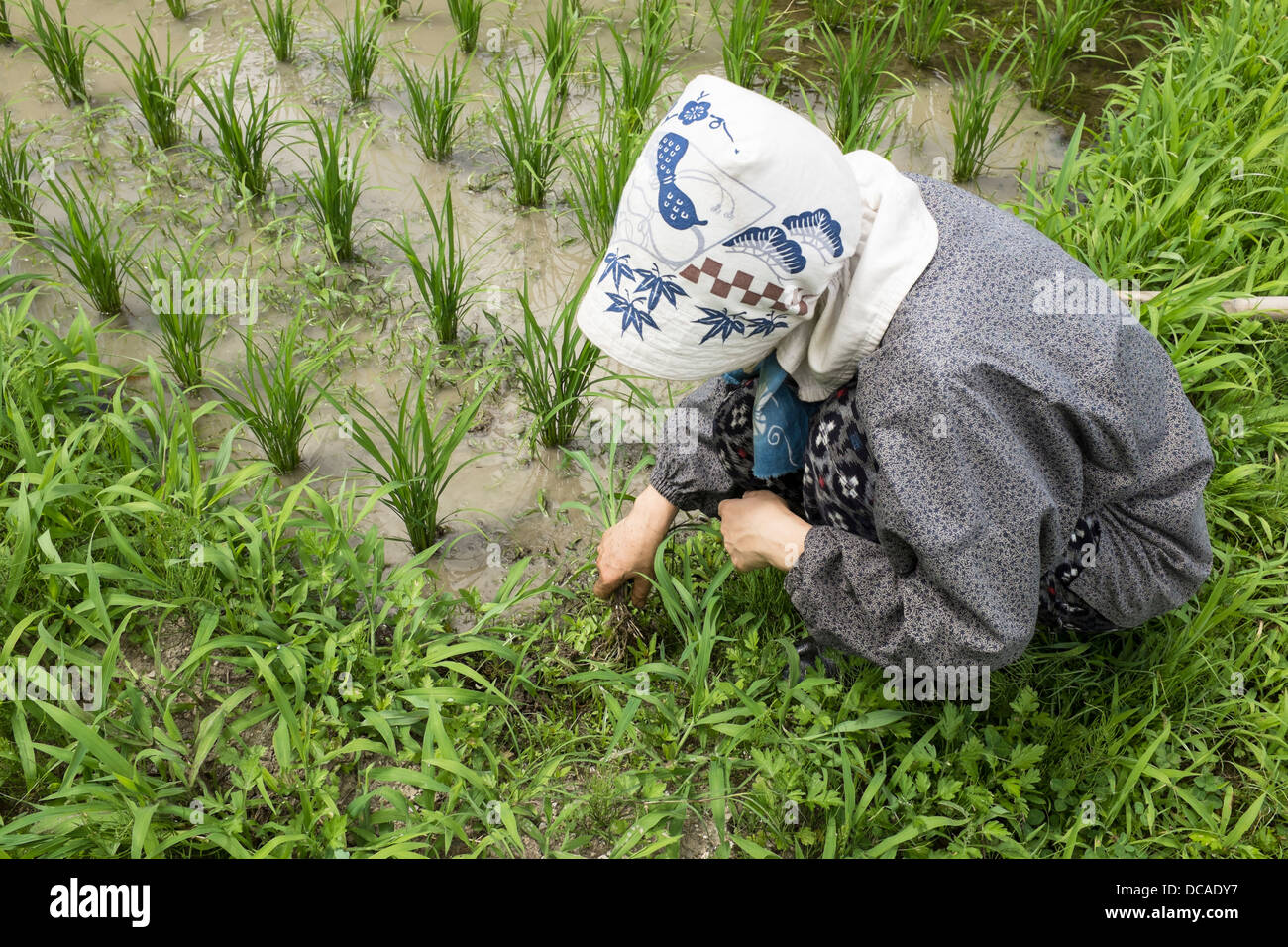 Rice cultivation in Japan Stock Photo - Alamy