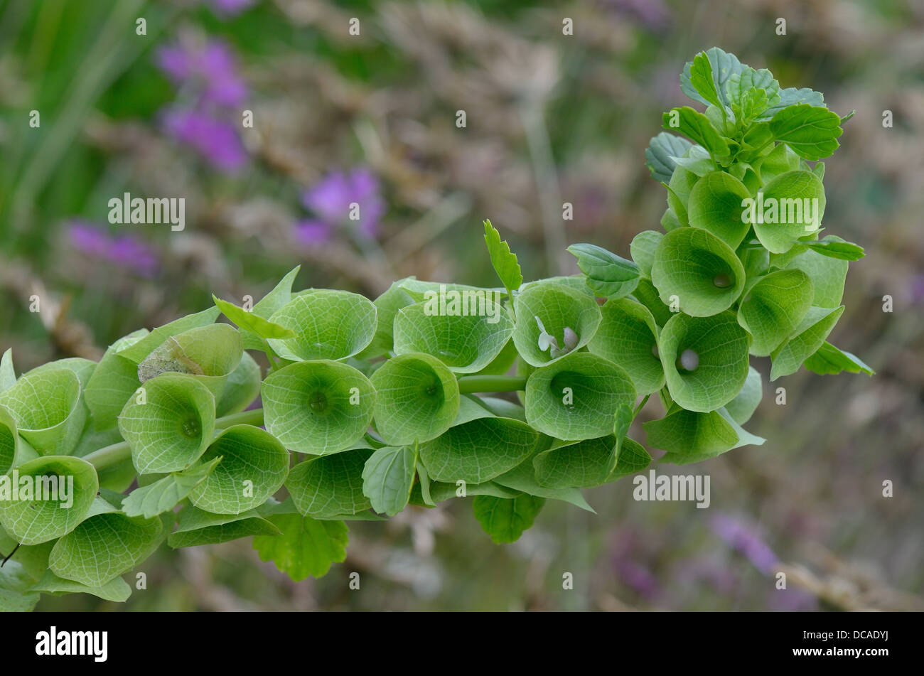 Bells of Ireland flowers Molucella Laevis Stock Photo - Alamy