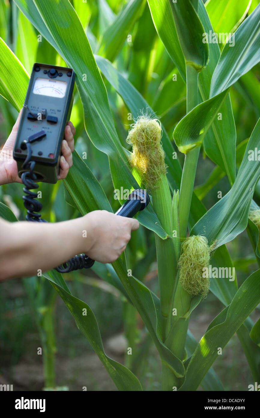 measuring radiation levels of corn Stock Photo - Alamy