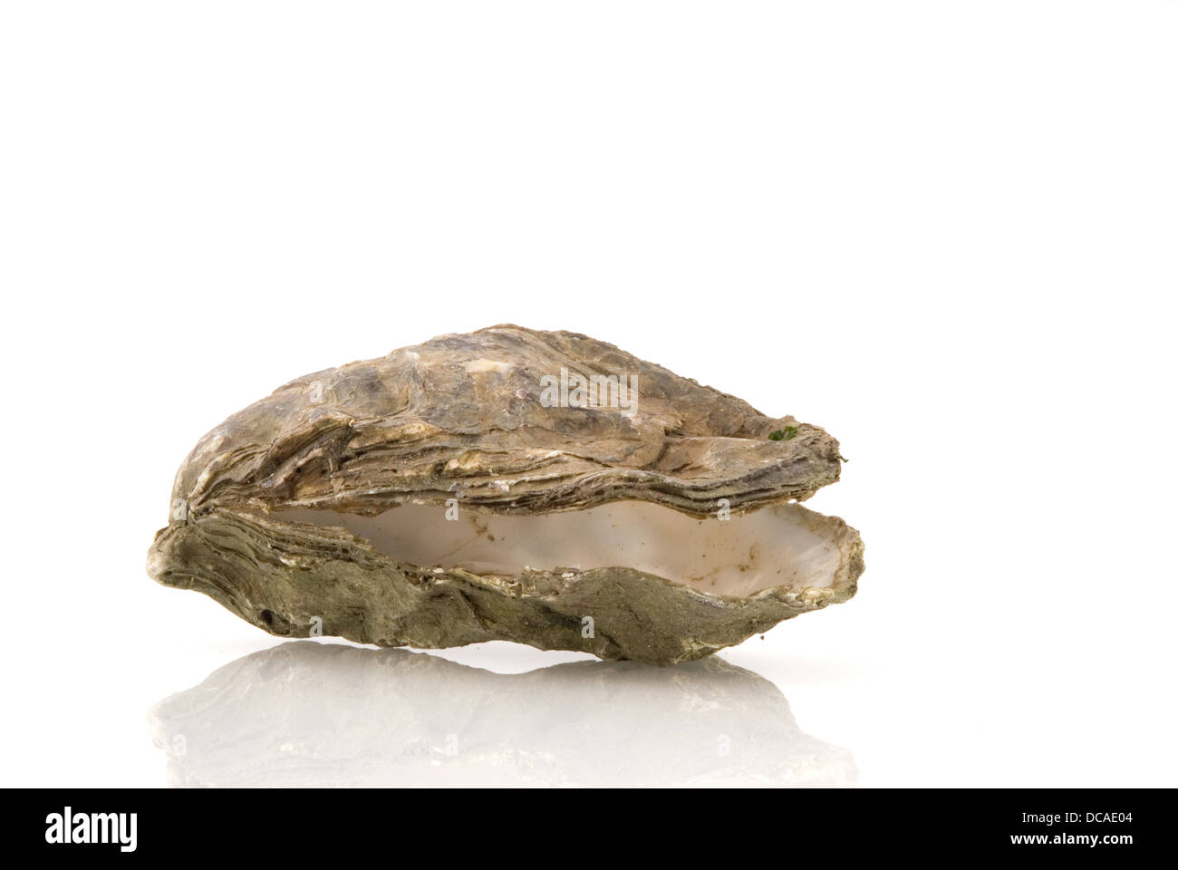 Dead empty shell hi-res stock photography and images - Alamy