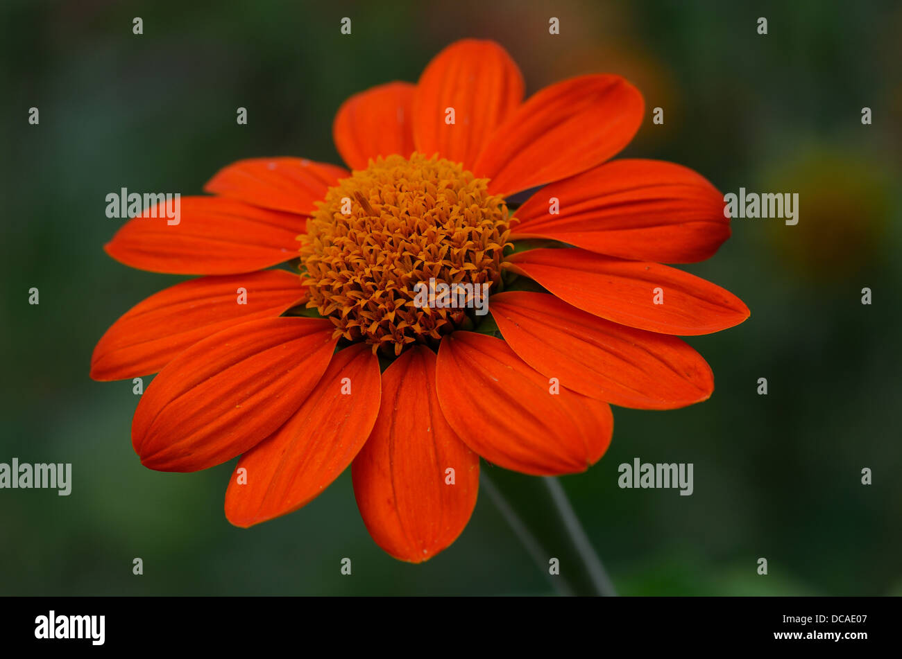 Orange Tithonia rotundifolia flower close up Stock Photo - Alamy
