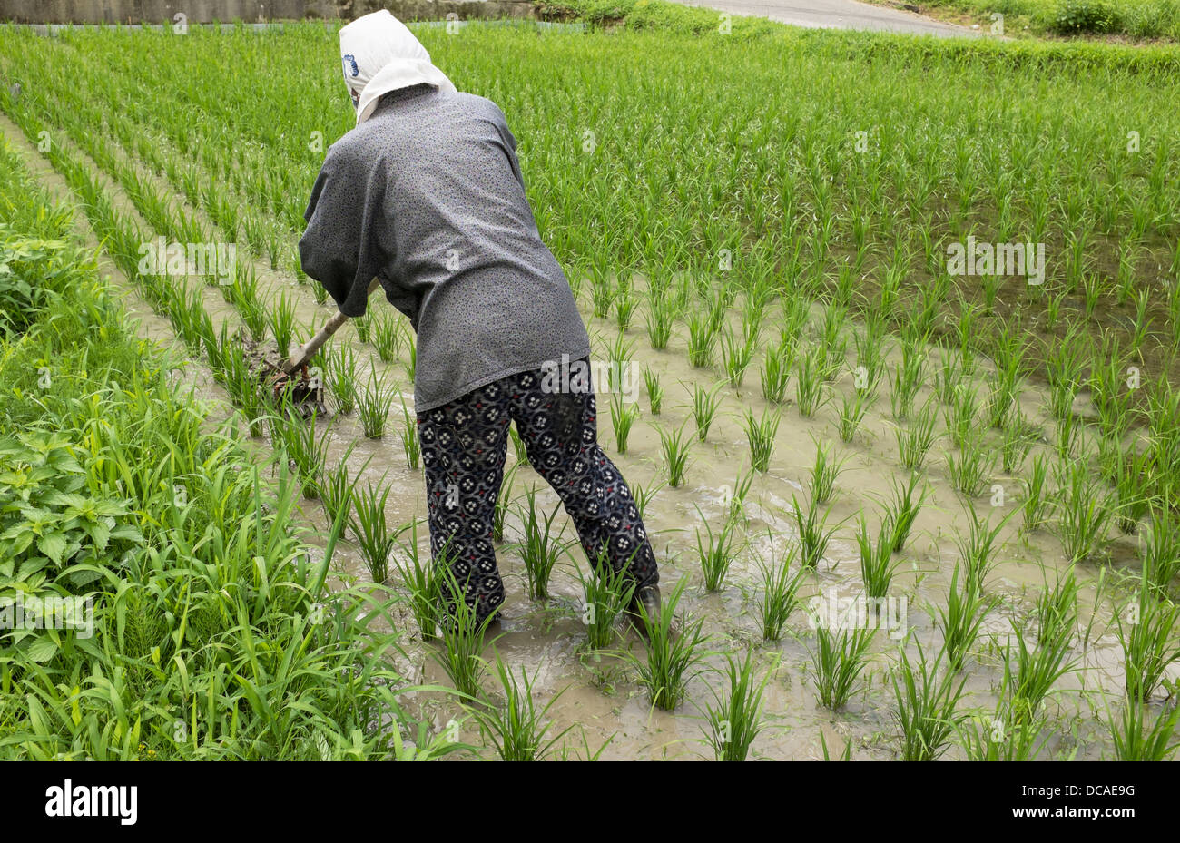 Rice cultivation in Japan Stock Photo - Alamy