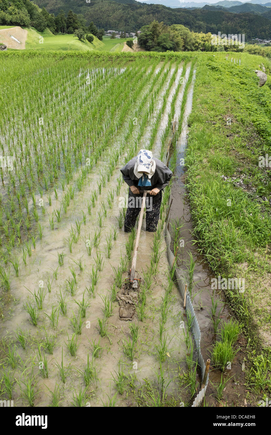 Rice cultivation in Japan Stock Photo - Alamy