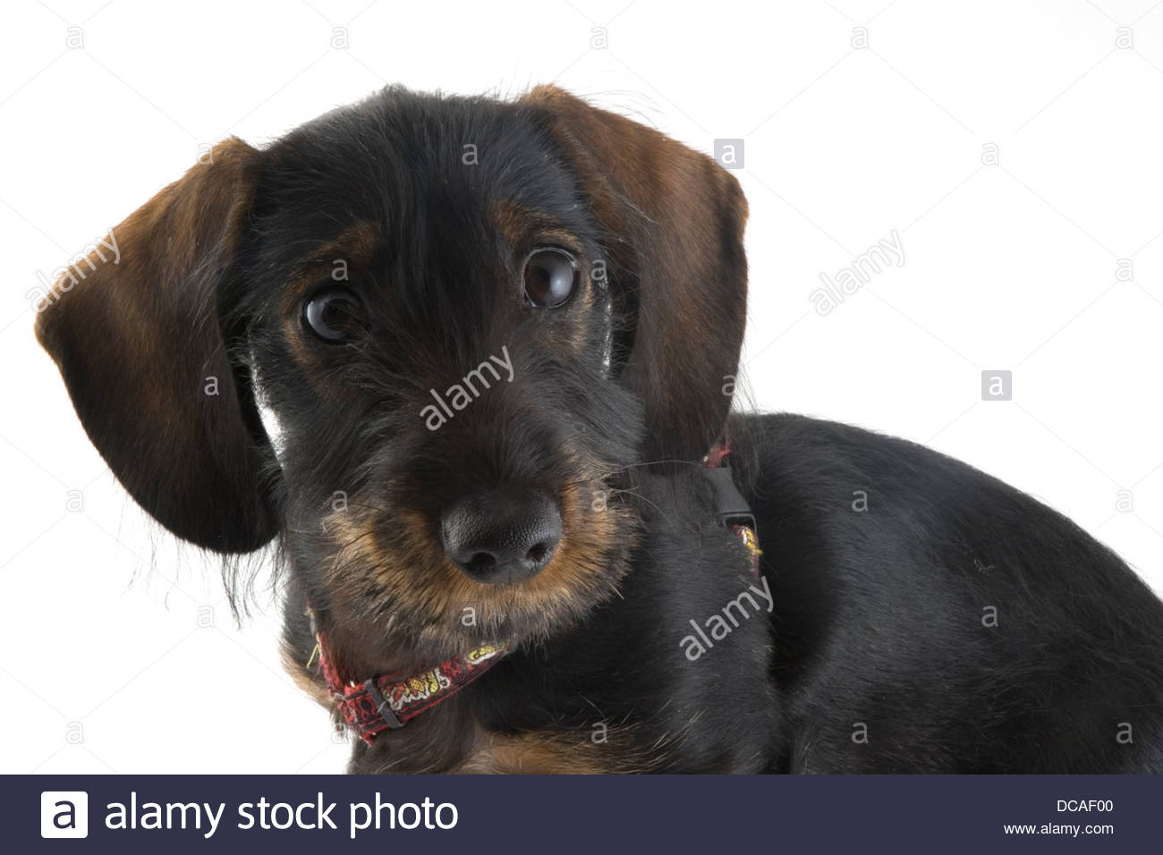 Dachs High Resolution Stock Photography and Images - Alamy