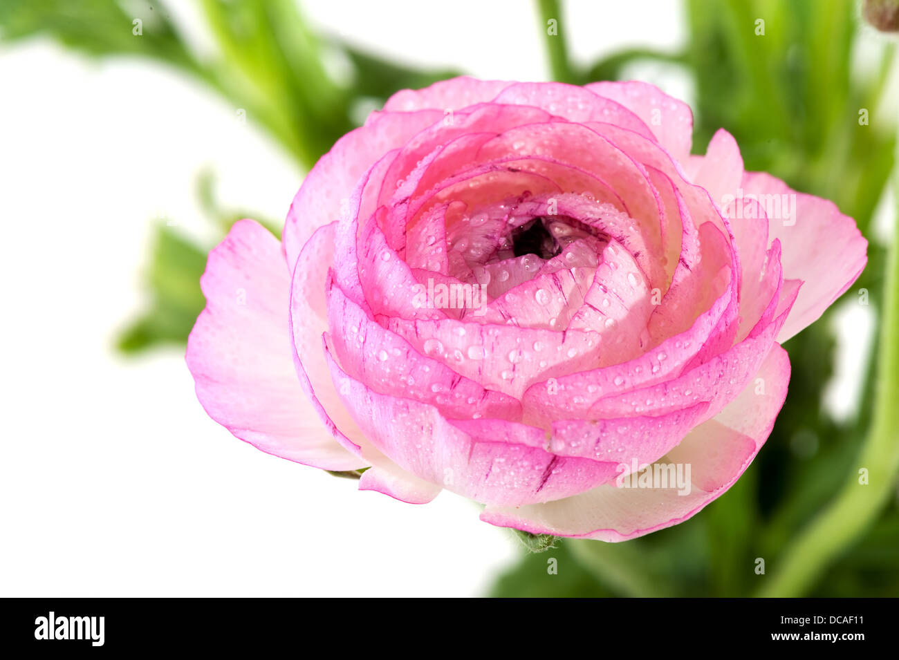 Water buttercup hi-res stock photography and images - Alamy