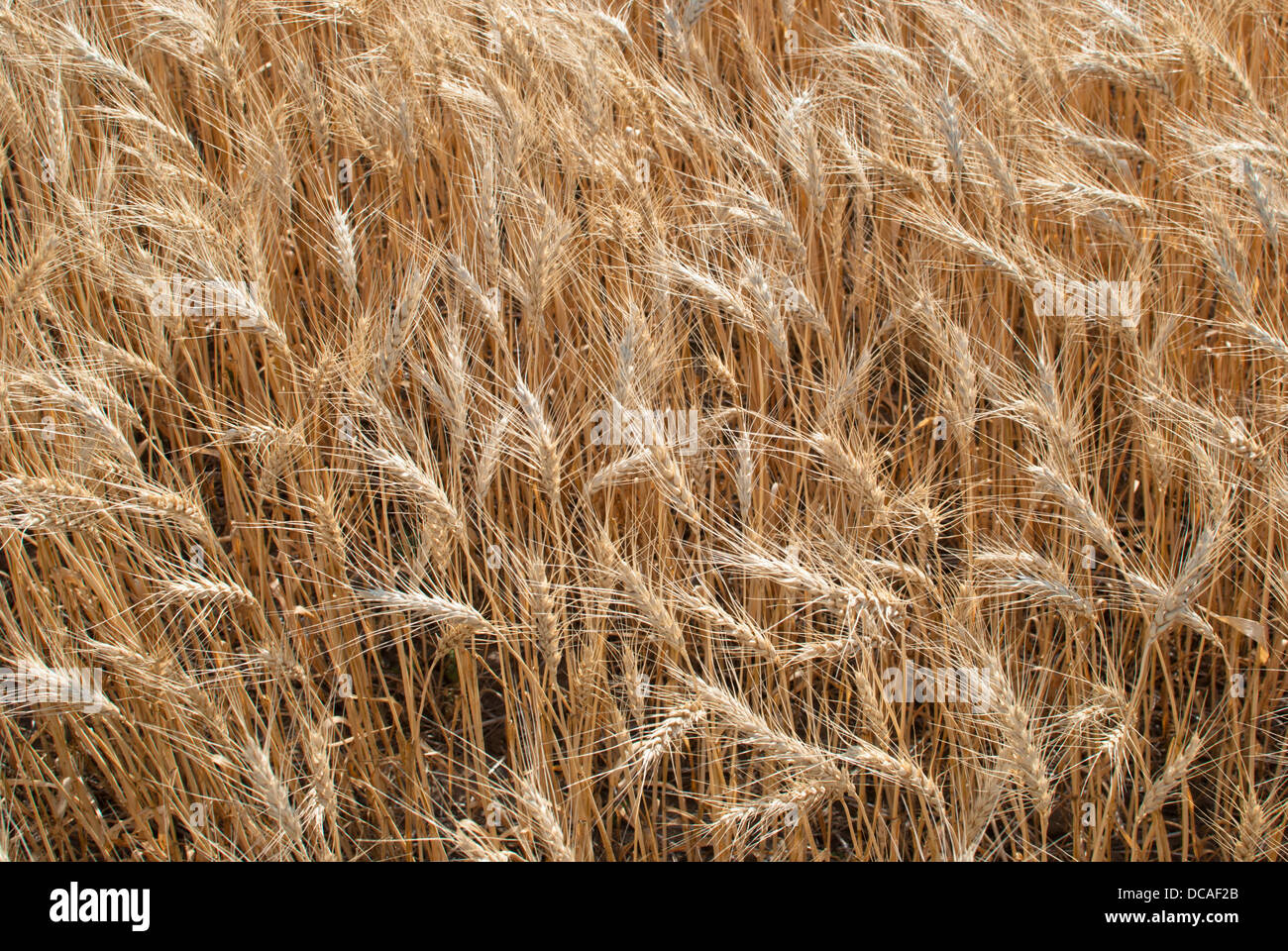 Wheat Shafts High Resolution Stock Photography and Images - Alamy