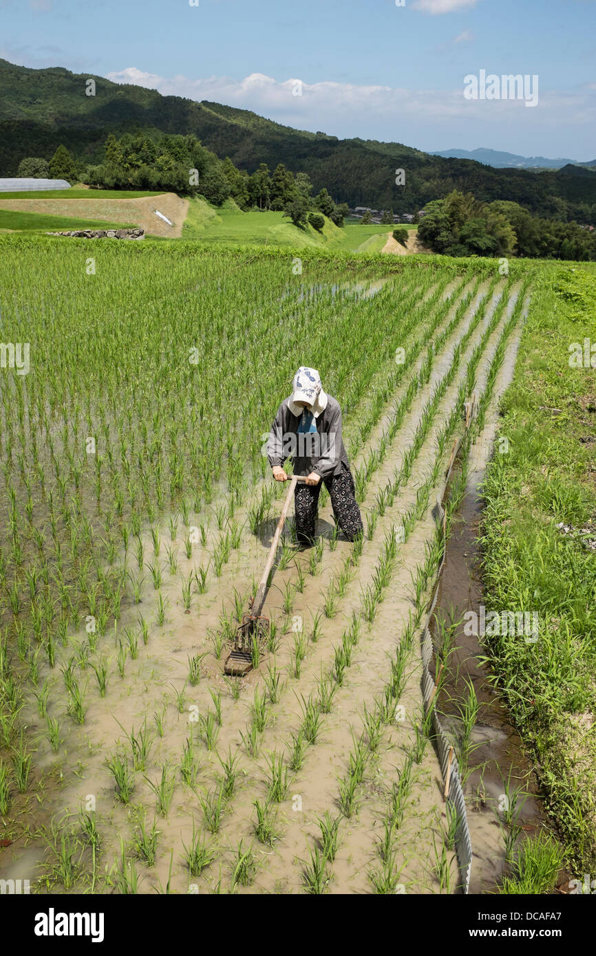 Rice cultivation in Japan Stock Photo - Alamy
