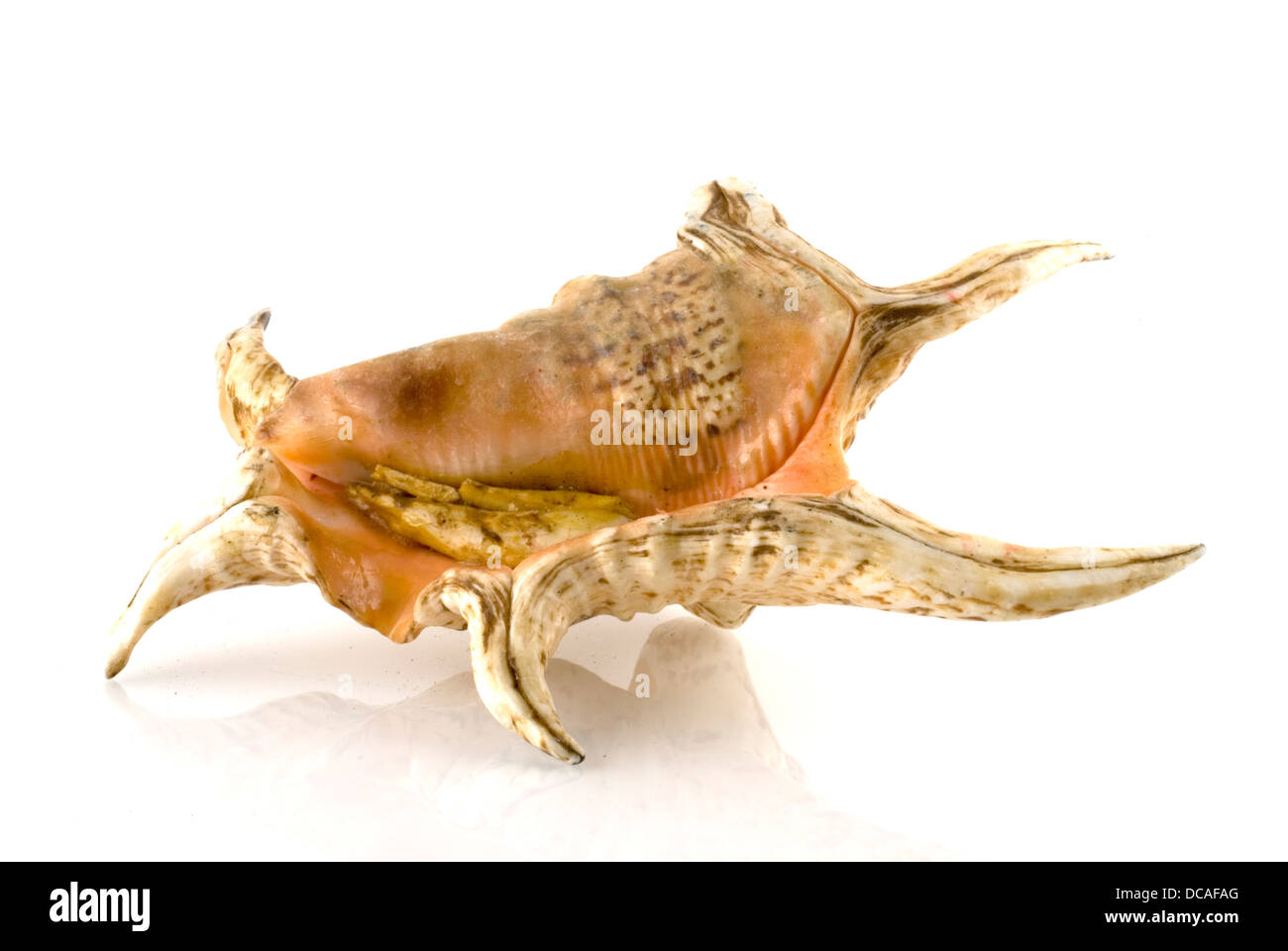 White shell sea hi-res stock photography and images - Alamy