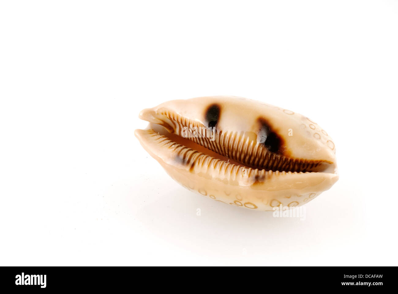 White shell sea hi-res stock photography and images - Alamy