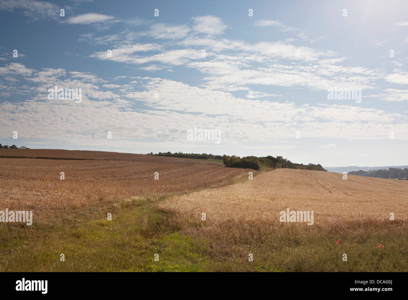 A ripe Barley crop ready for harvesting next to a harvested Oil Seed ...