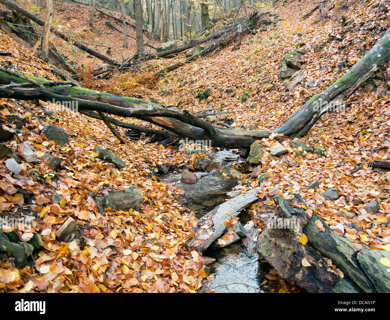 Forest - deciduous forest with ravines in the autumn Stock Photo - Alamy