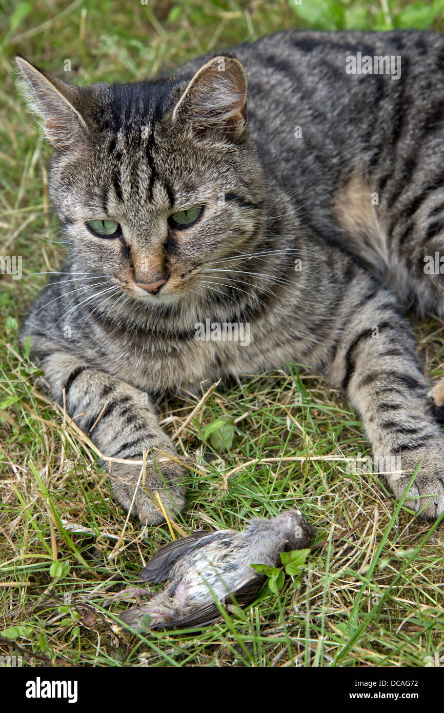 Cat hunted a bird Stock Photo - Alamy