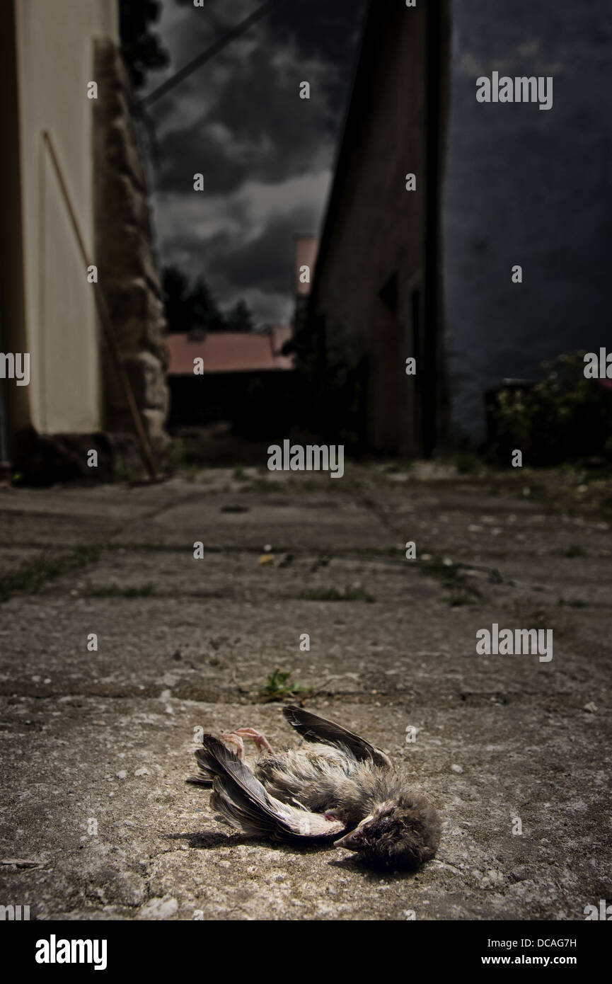 Suffering bird hi-res stock photography and images - Alamy