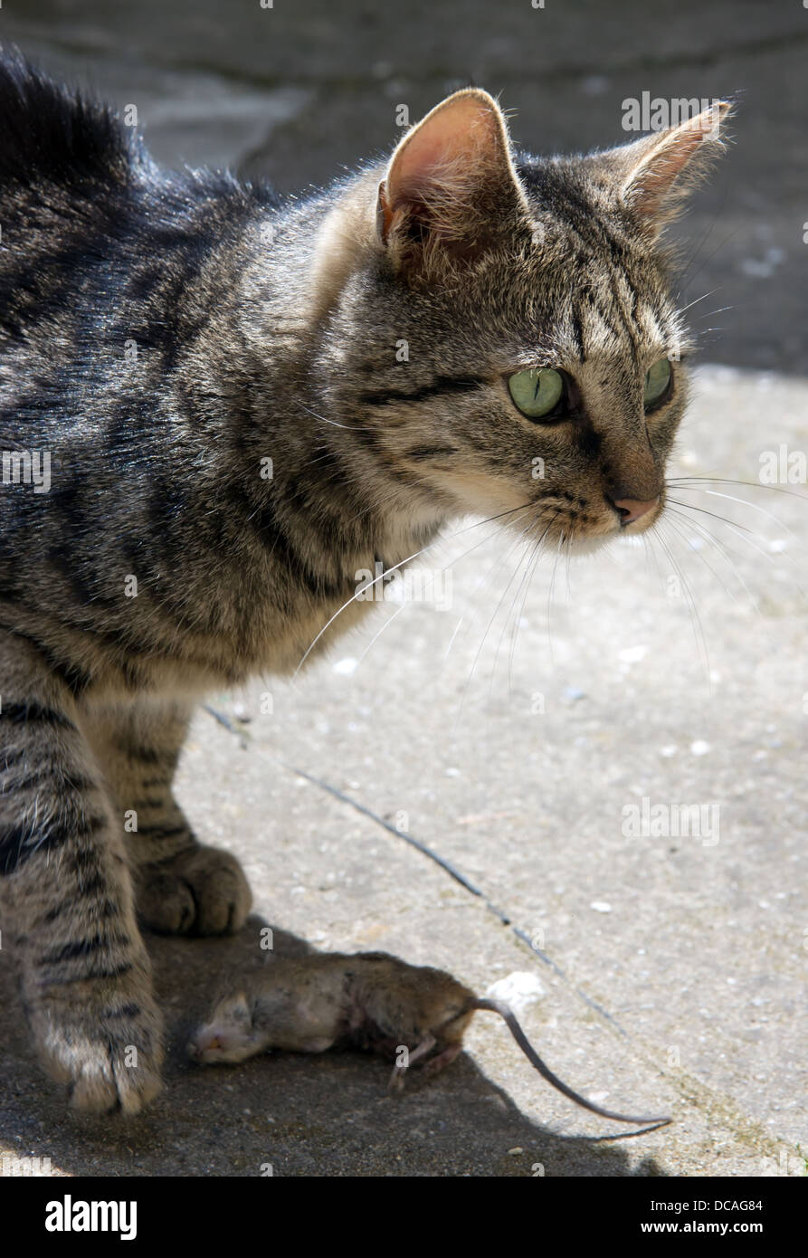 Mouse killer hi-res stock photography and images - Alamy