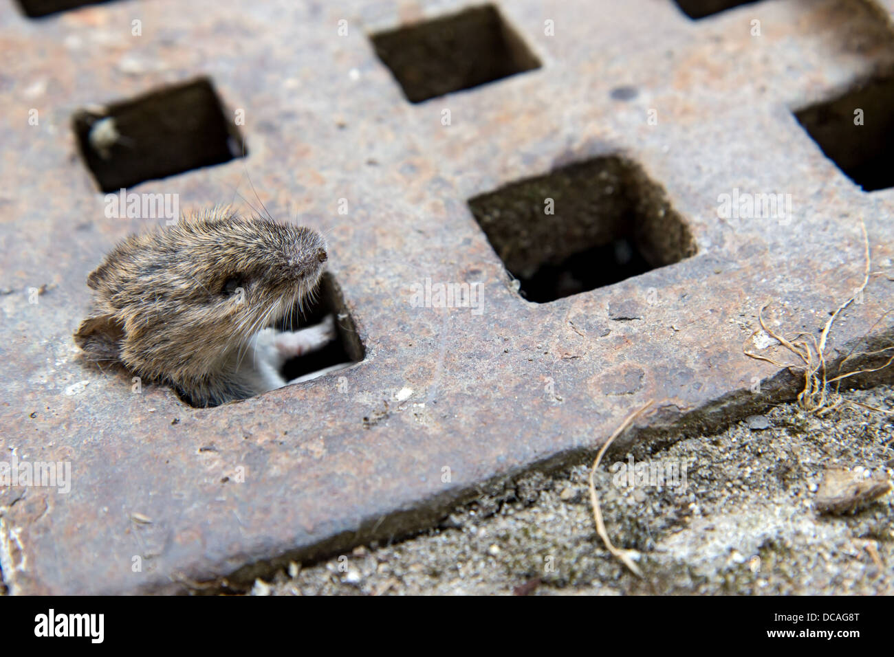 Peeping mouse hi-res stock photography and images - Alamy