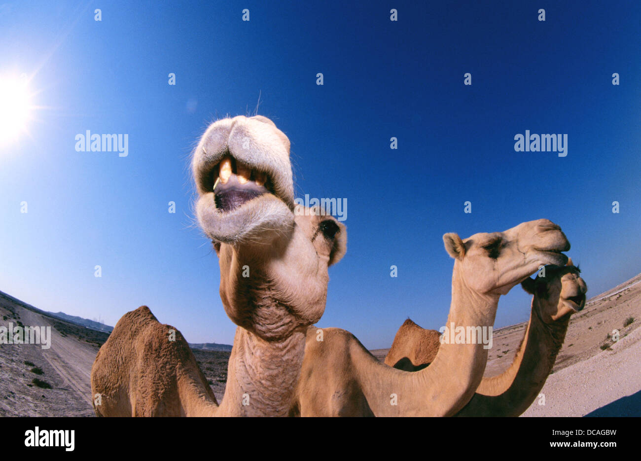 Angry camel hi-res stock photography and images - Alamy