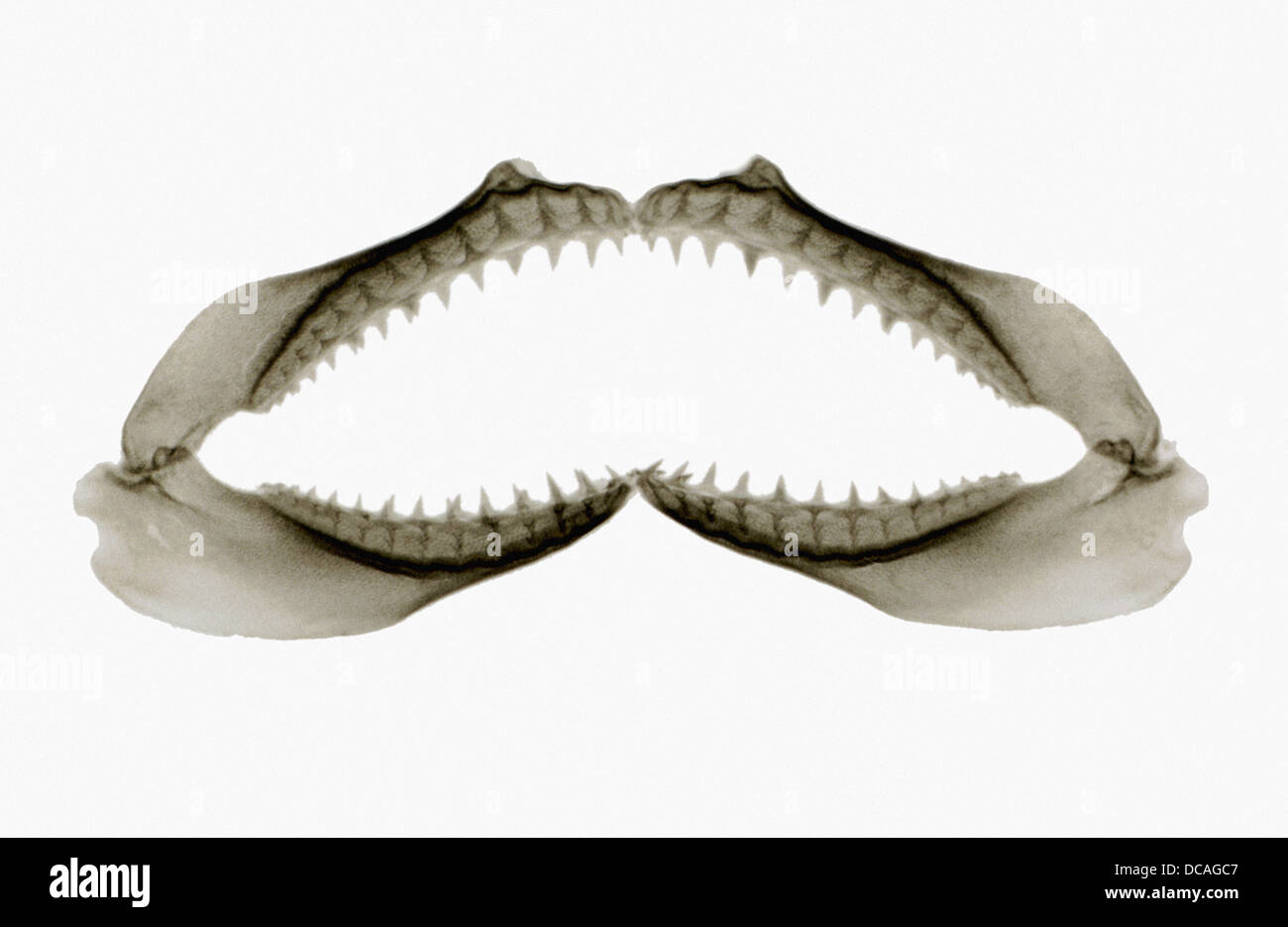 Shark bone Cut Out Stock Images & Pictures - Alamy