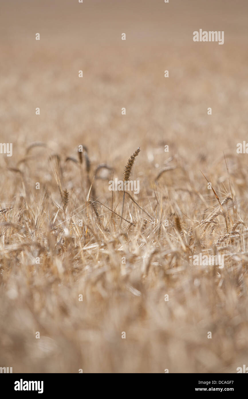 Wheat head hi-res stock photography and images - Alamy