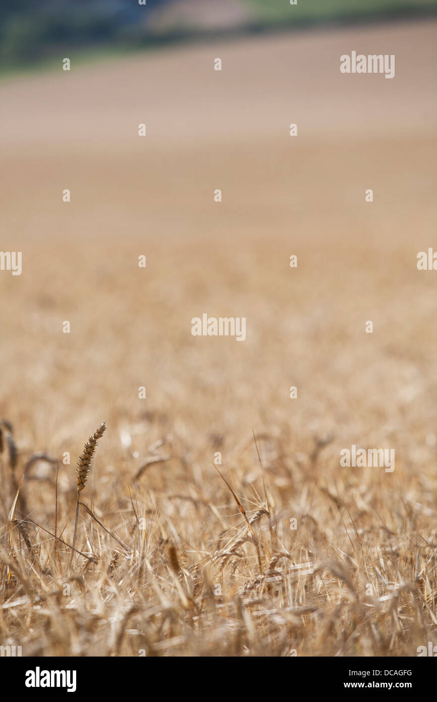 Wheat head hi-res stock photography and images - Alamy