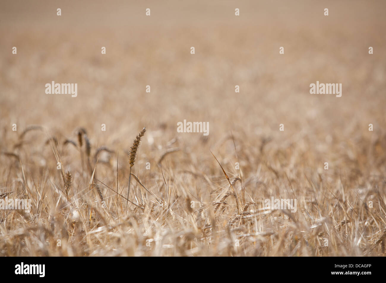 Wheat head hi-res stock photography and images - Alamy
