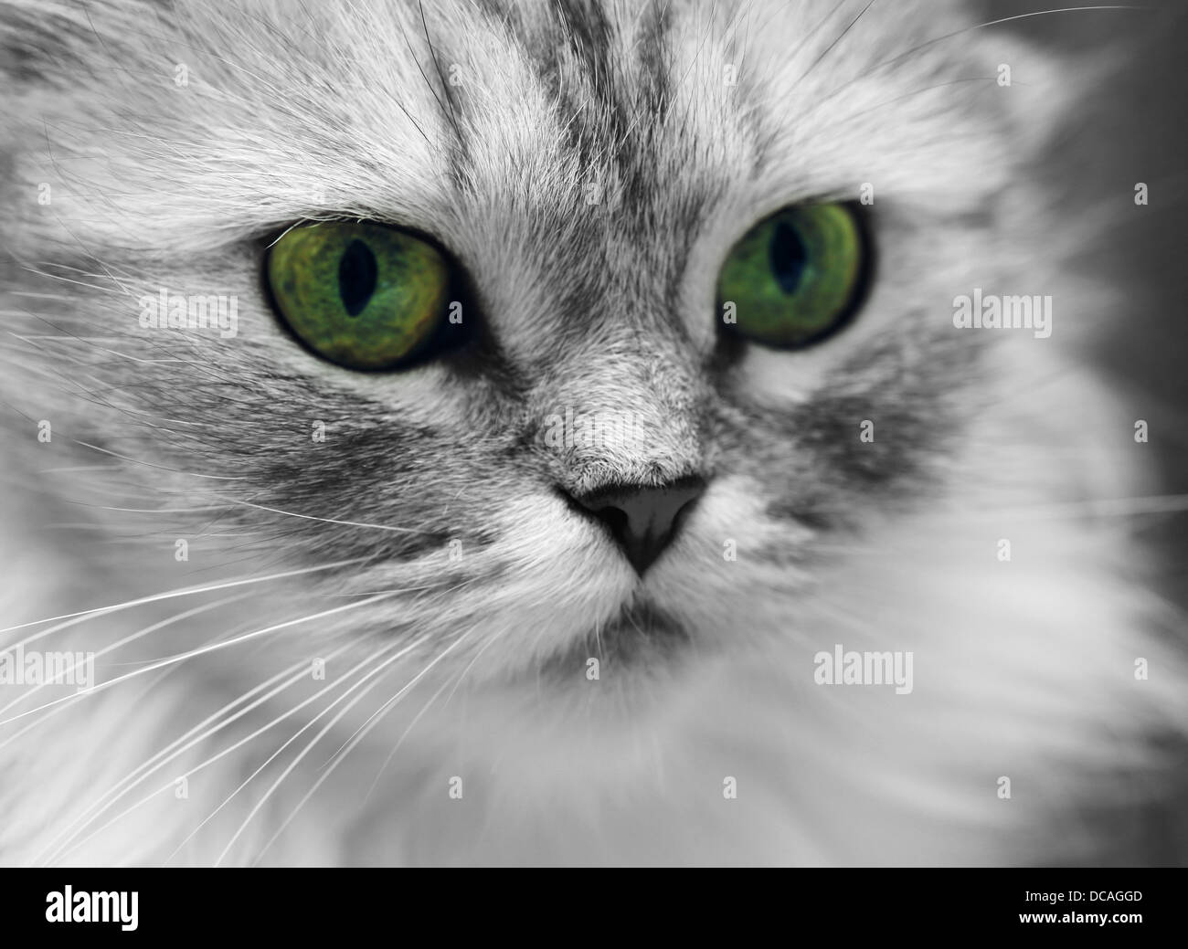 Portrait of a cat Stock Photo - Alamy