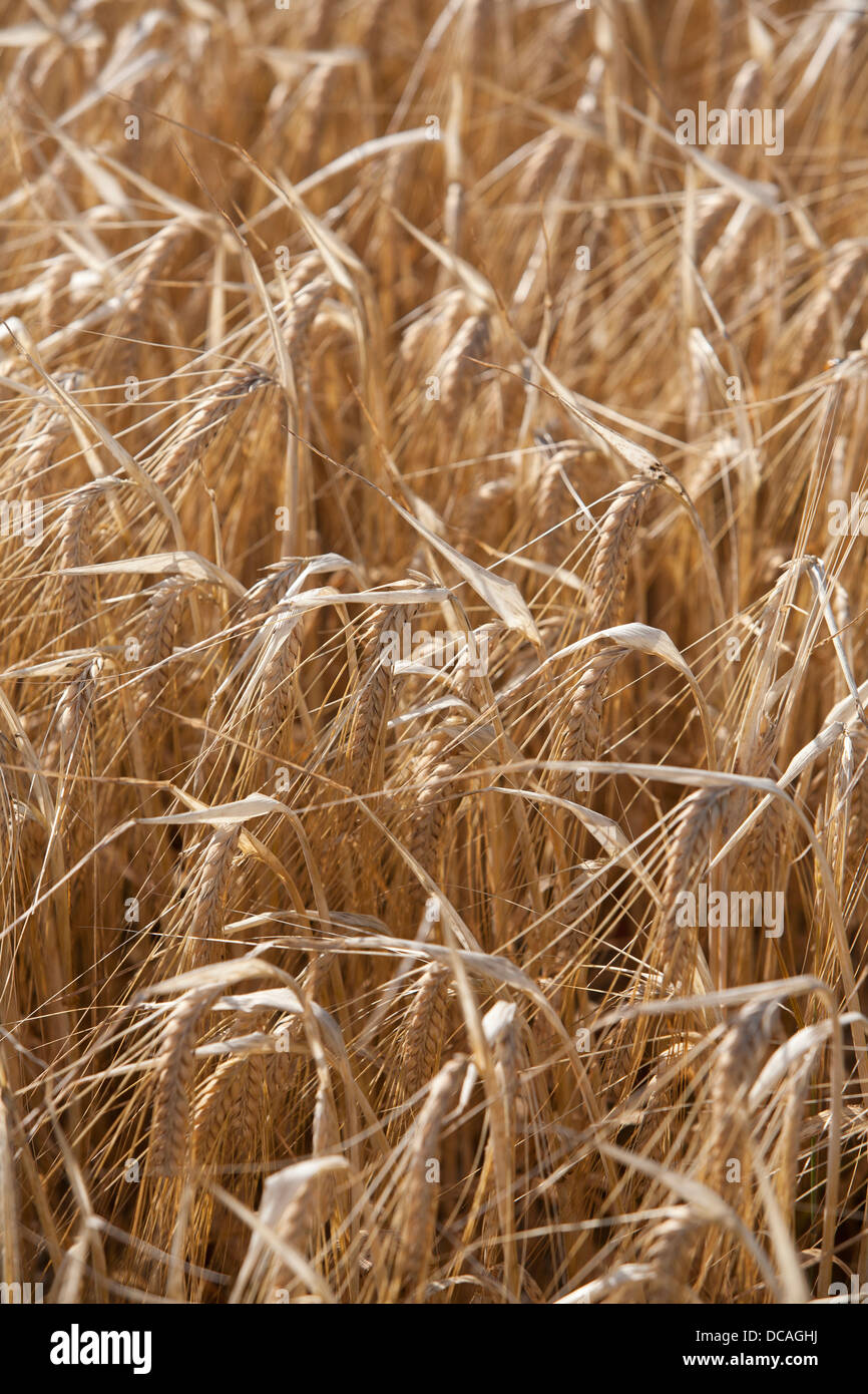 Hordeum vulgare l hi-res stock photography and images - Alamy
